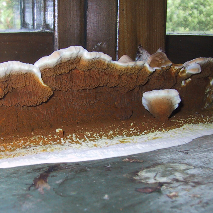 Protox – Professional Protection Process