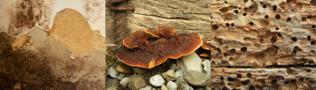 Protox – Professional Protection Process