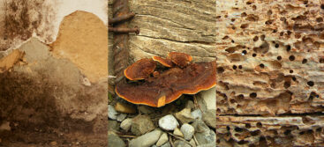 Protox - Midler mod skimmelsvamp, hussvamp, borebiller, lugt mm